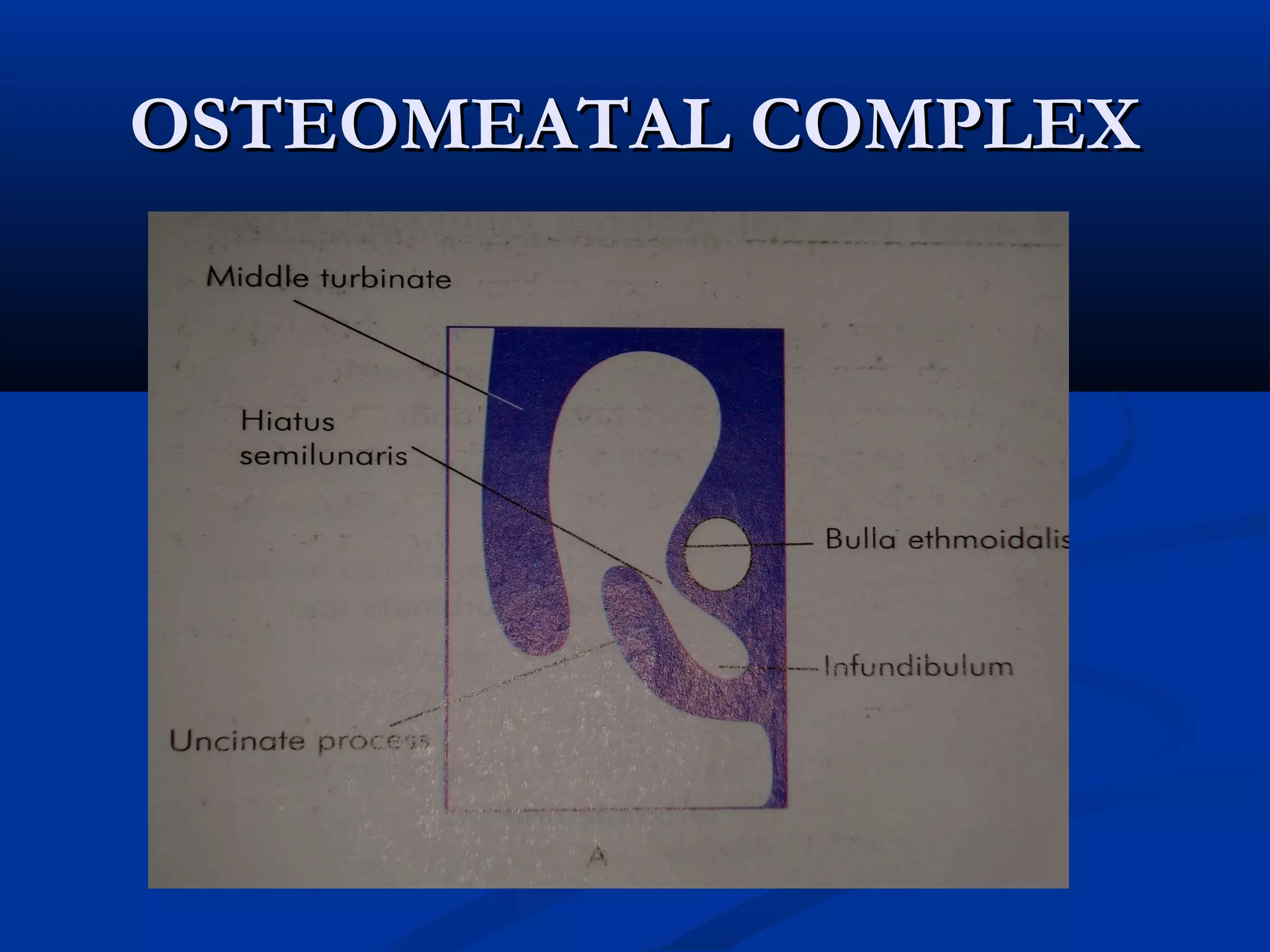 Anatomy of nose and paranasal sinuses | PPT