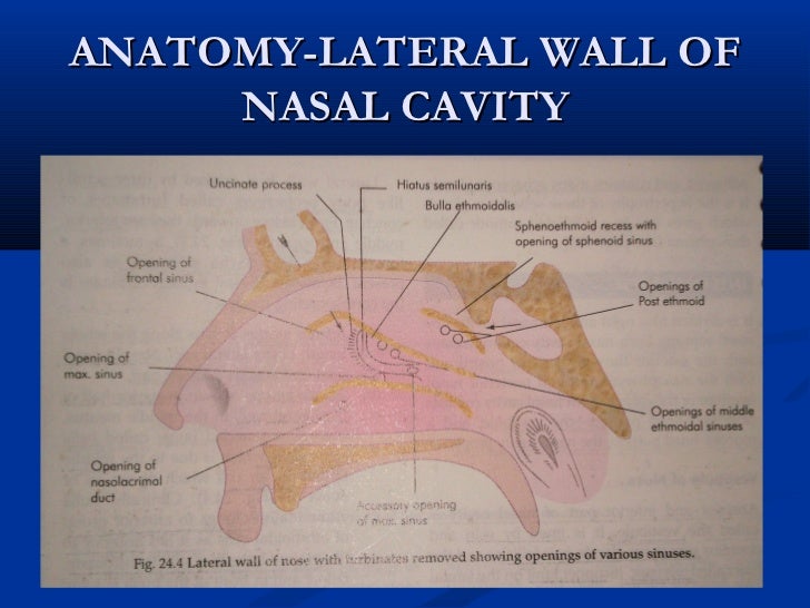 Anatomy Of The Nose And Paranasal Sinuses