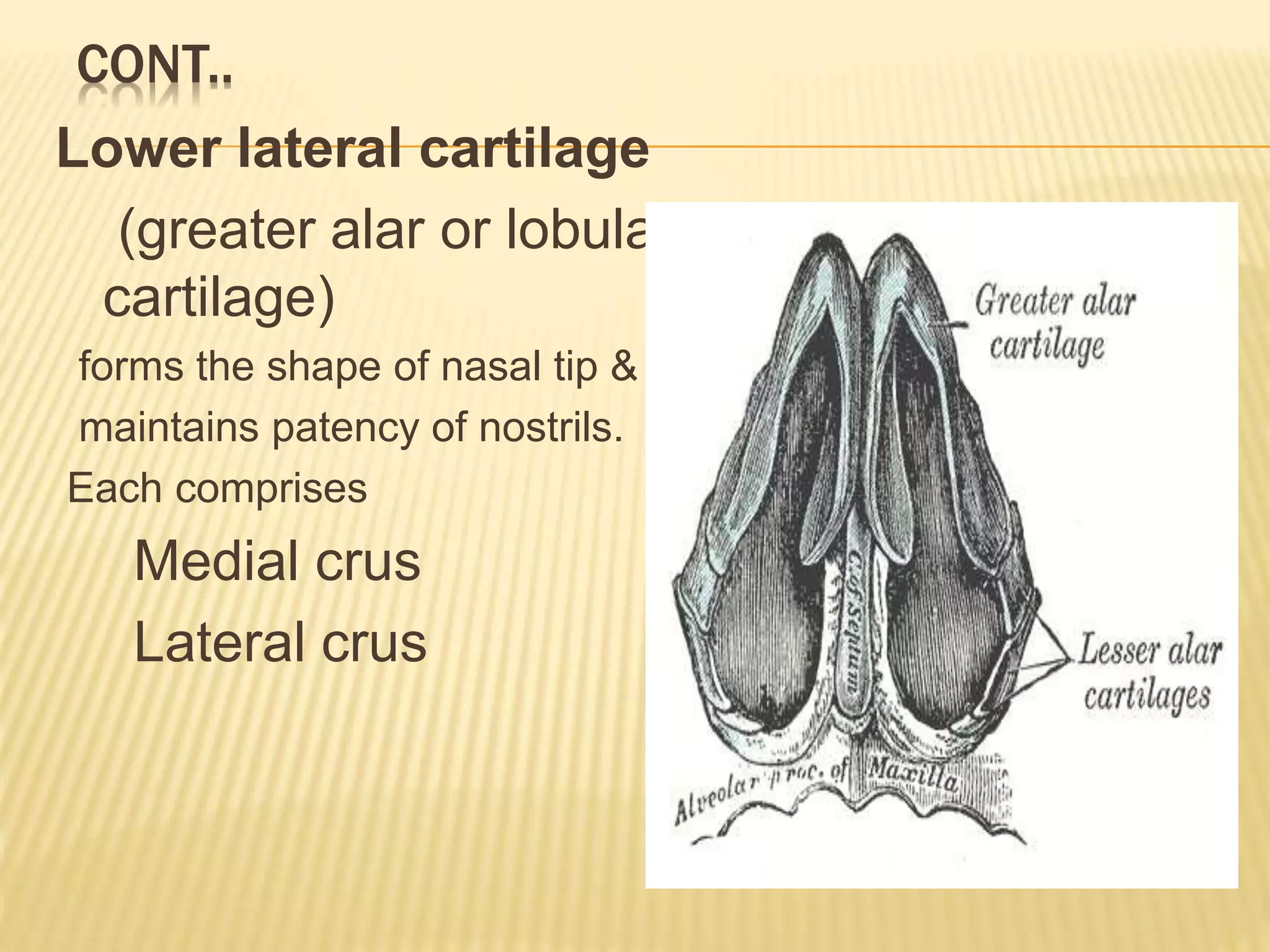 Anatomy of nose and paranasal sinuses | PPTX