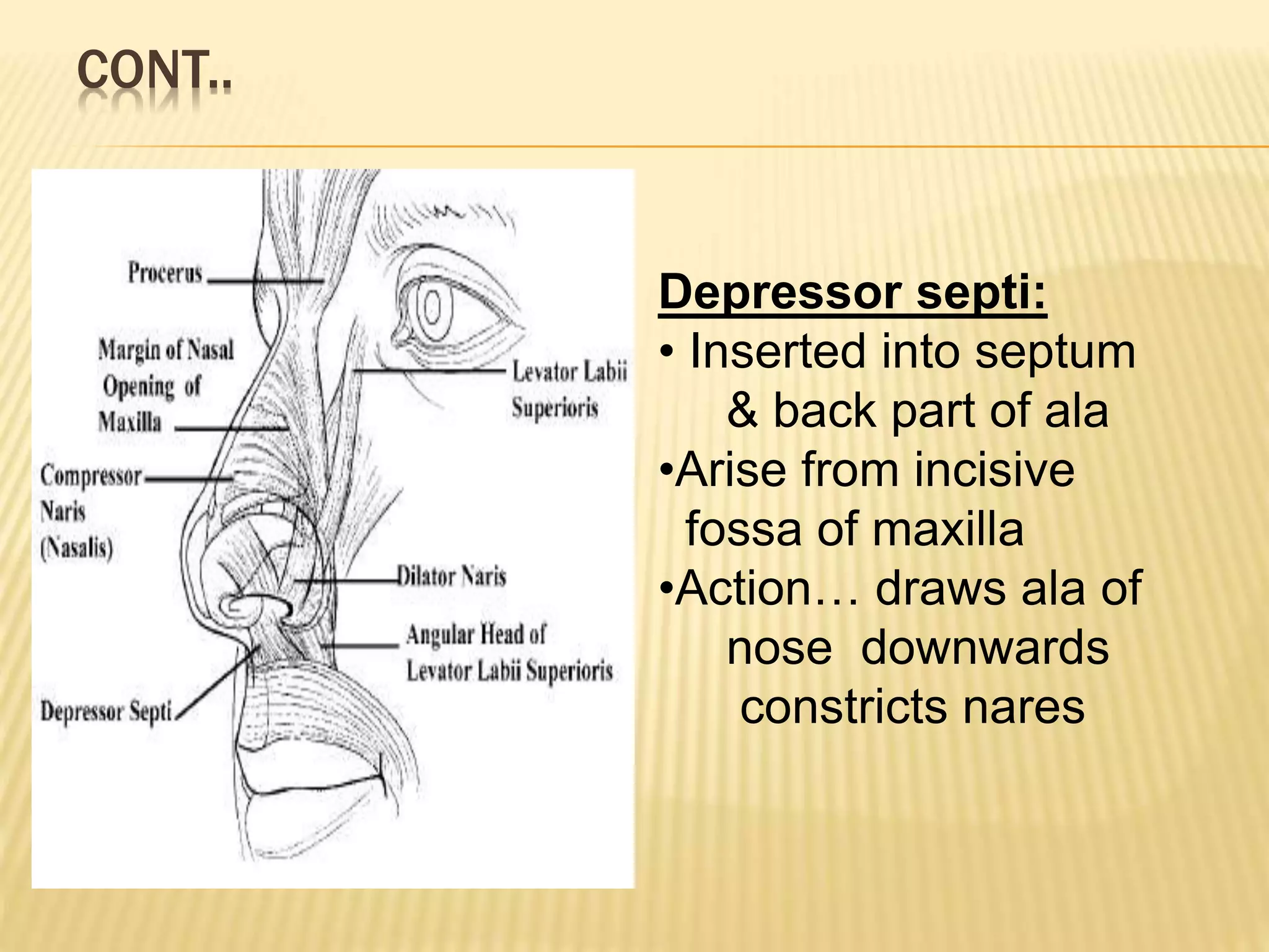 Anatomy of nose and paranasal sinuses | PPTX
