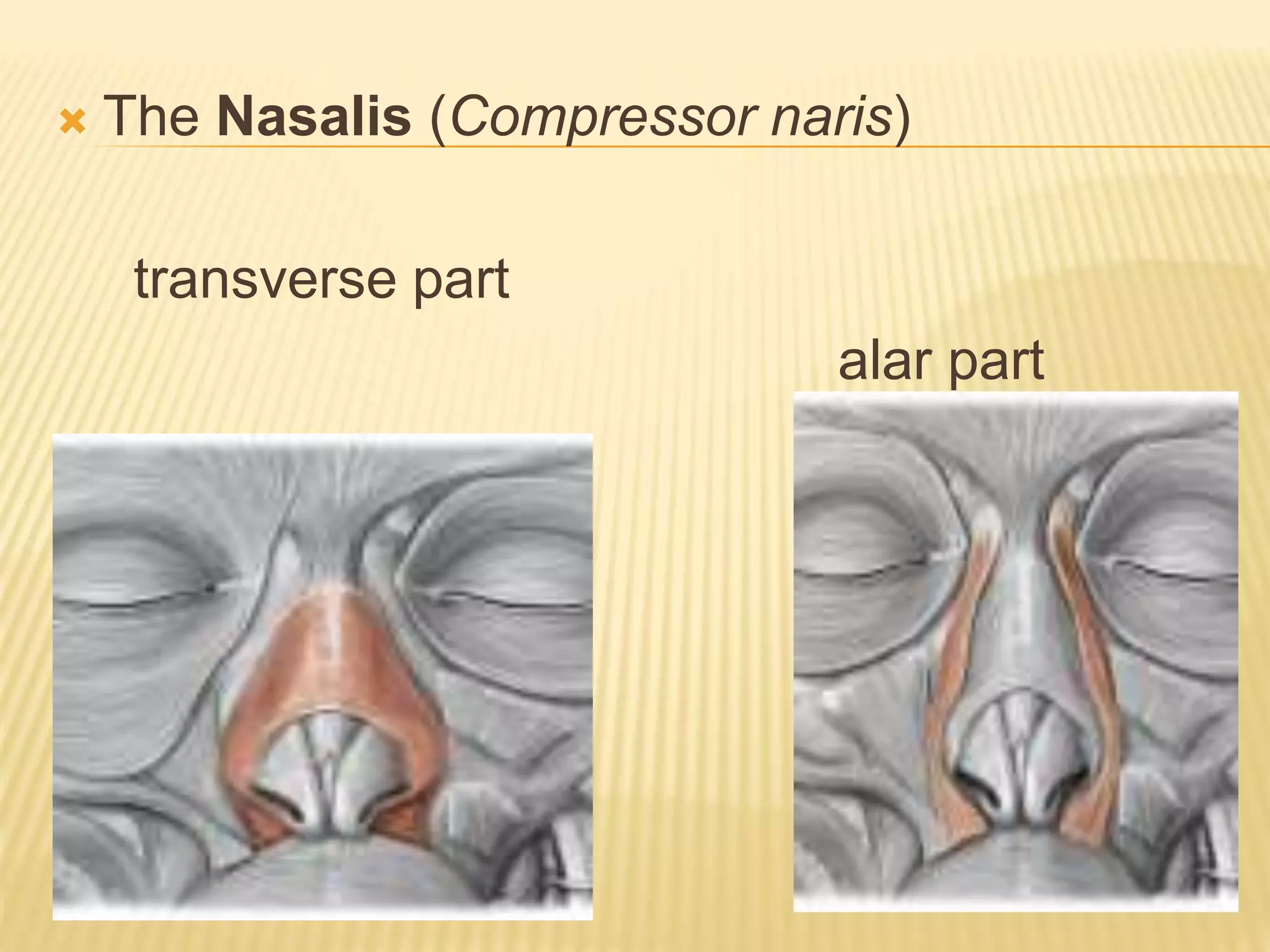 Anatomy of nose and paranasal sinuses | PPTX