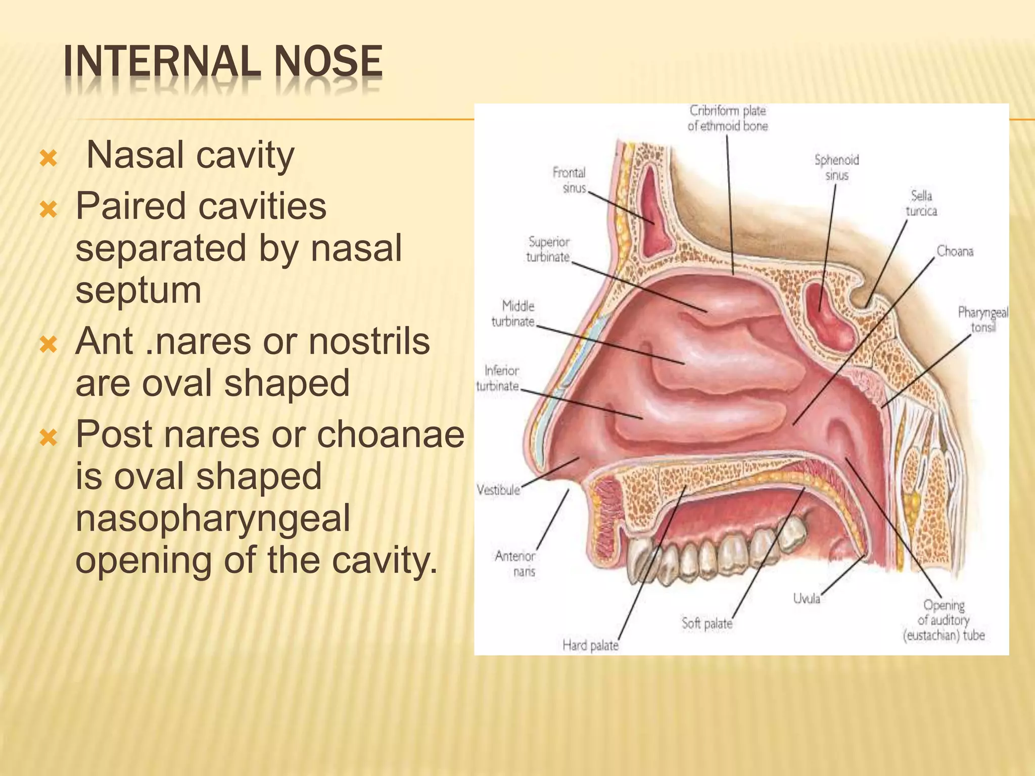 Anatomy of nose and paranasal sinuses | PPTX | Ear, Nose and Throat ...