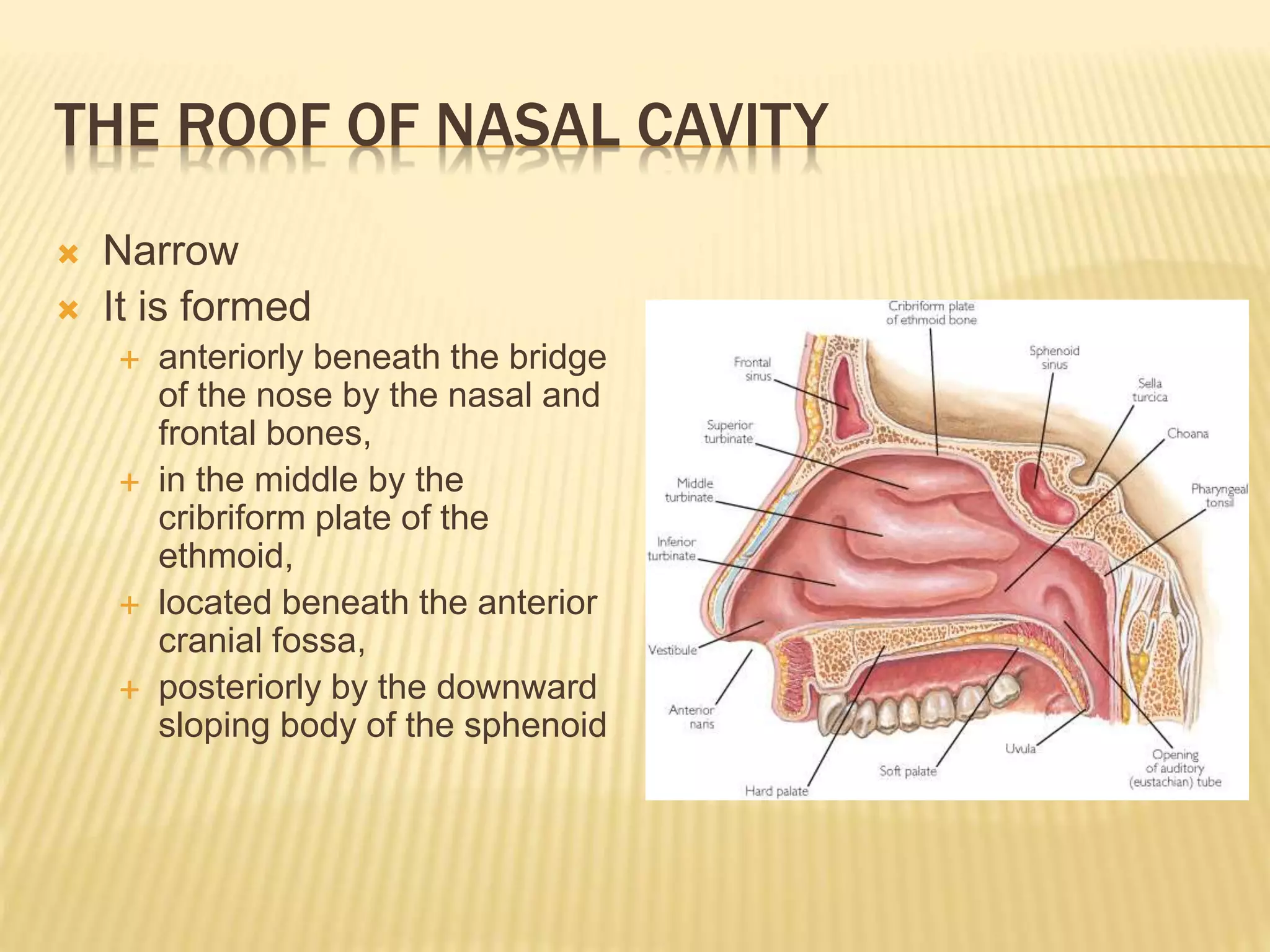 Anatomy of nose and paranasal sinuses | PPTX