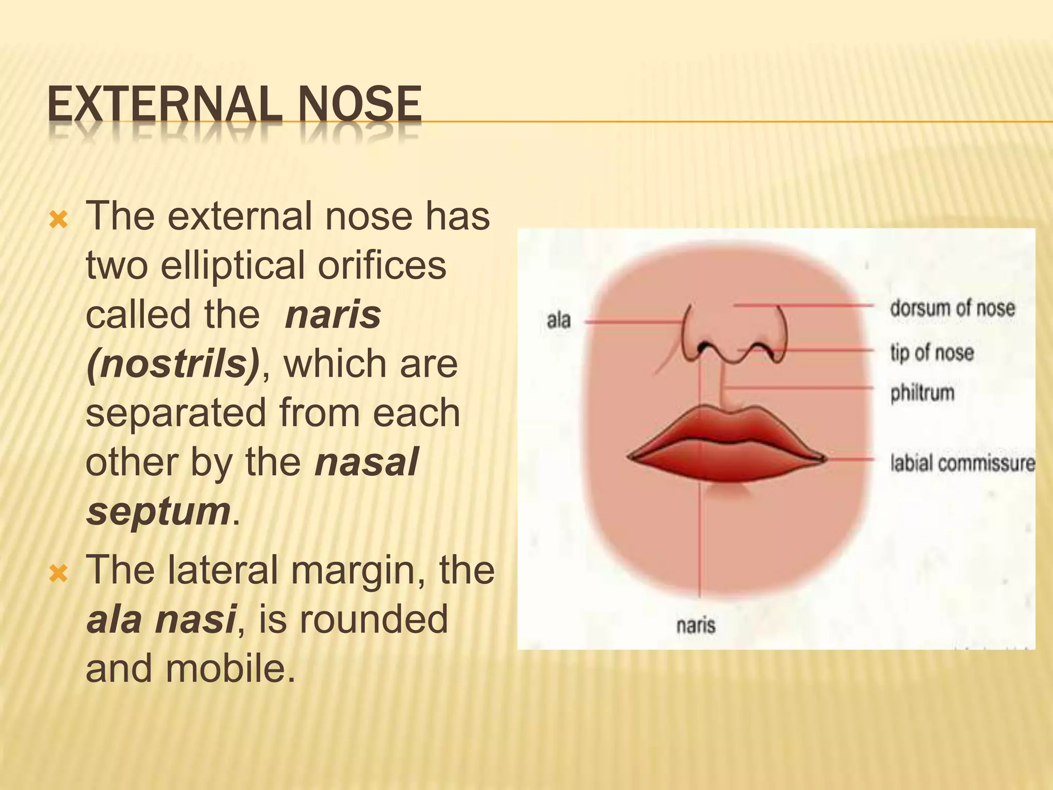 Anatomy of nose and paranasal sinuses | PPTX