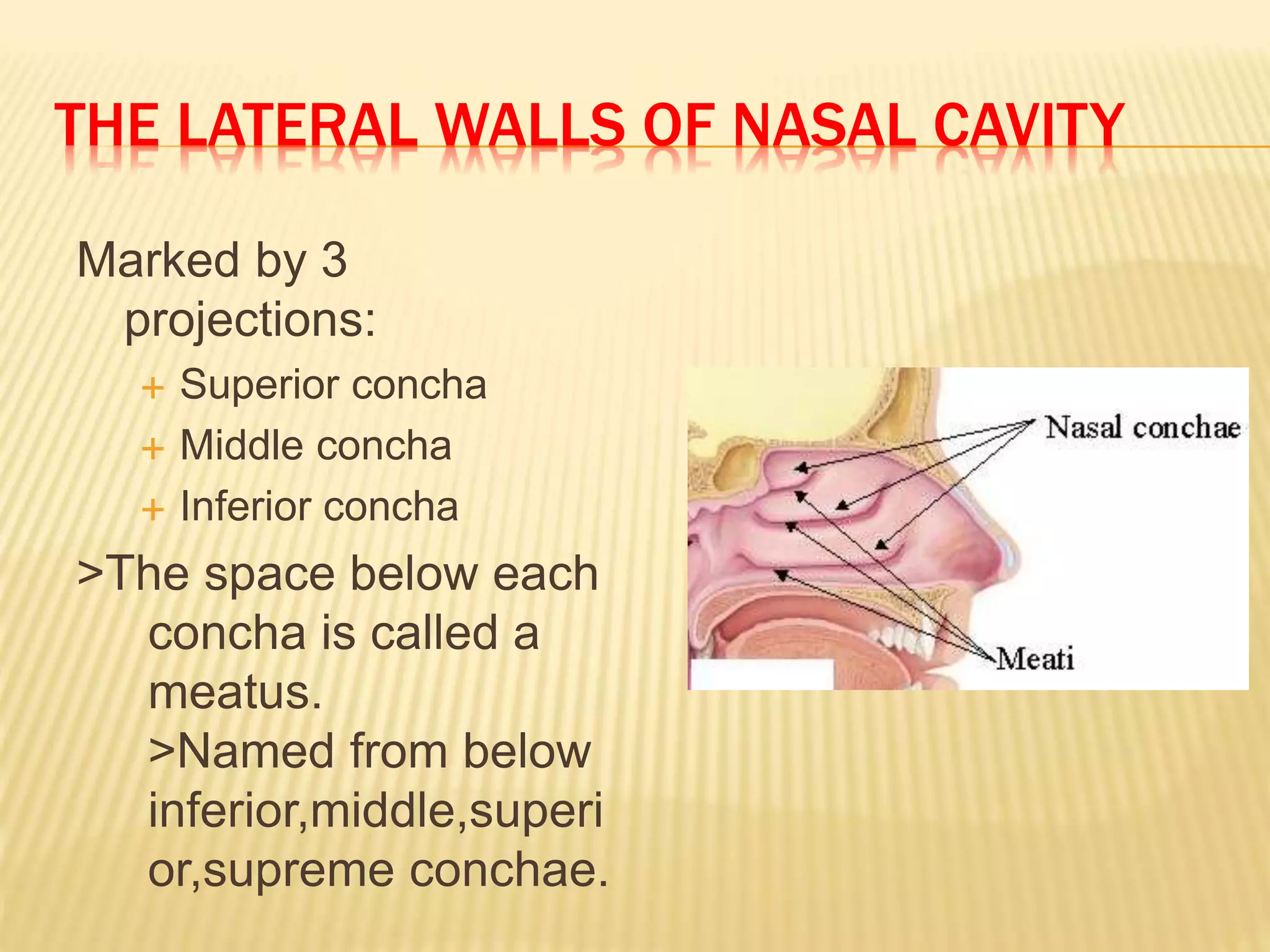 Anatomy of nose and paranasal sinuses | PPTX