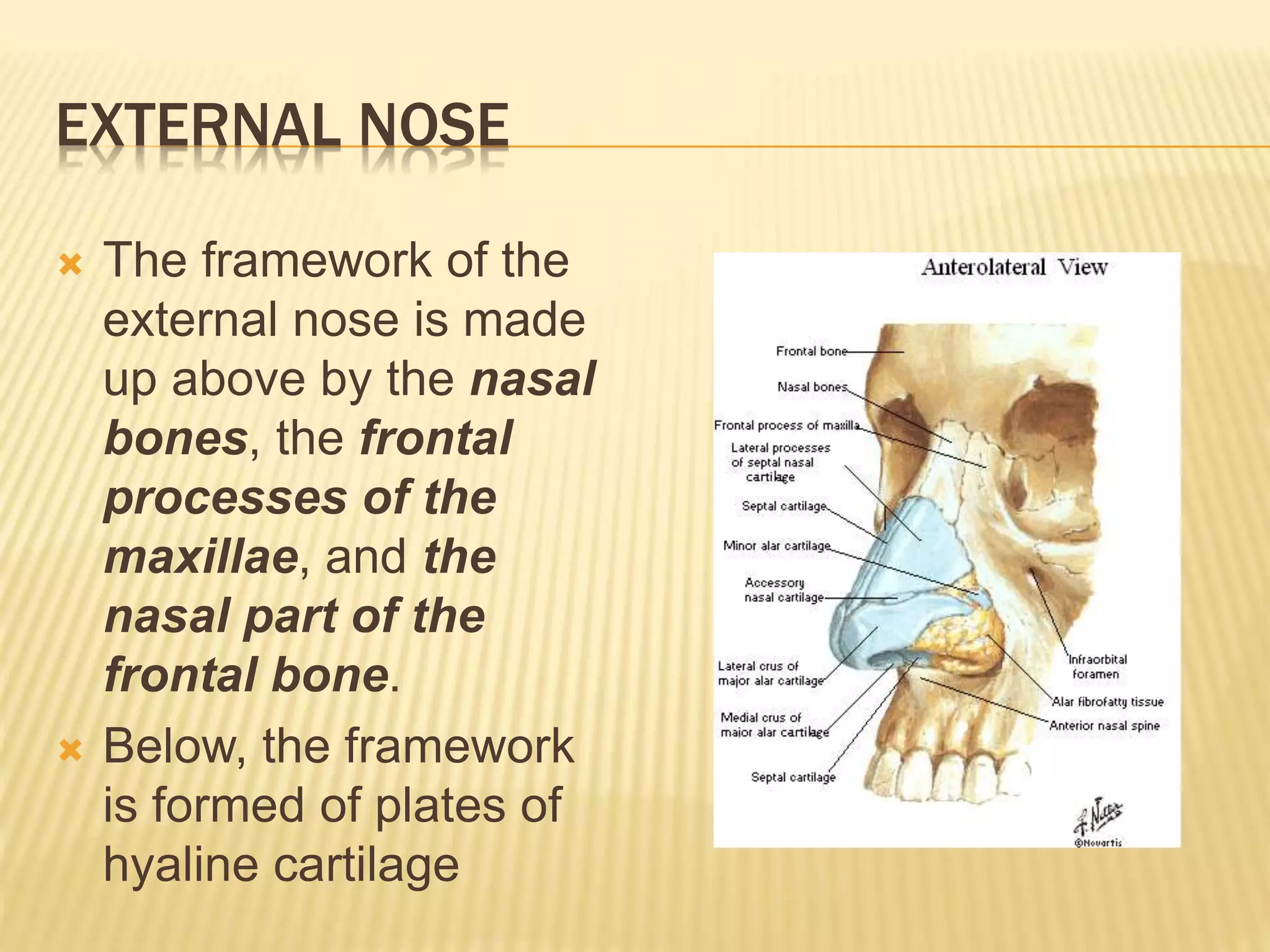 Anatomy of nose and paranasal sinuses | PPTX