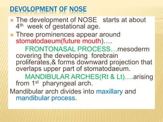 Anatomy of nose and paranasal sinuses | PPTX