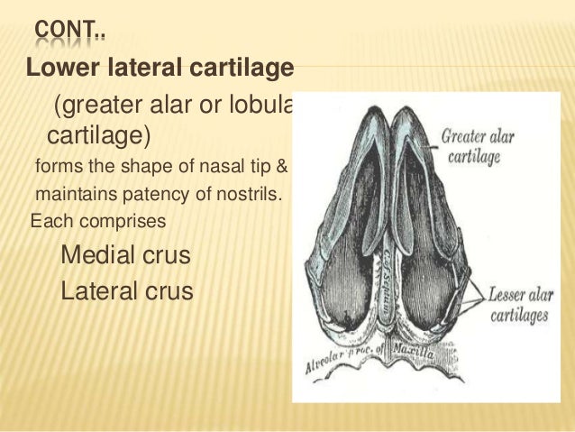 Anatomy of nose and paranasal sinuses