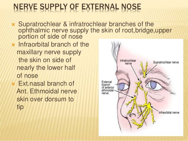 Anatomy of nose and paranasal sinuses