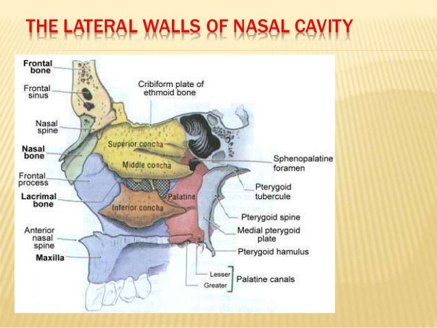 Middle Turbinate Anatomy