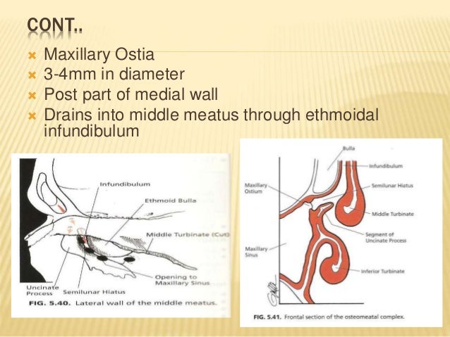 Anatomy of nose and paranasal sinuses