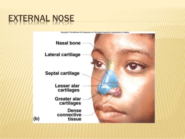 Anatomy of nose and paranasal sinuses