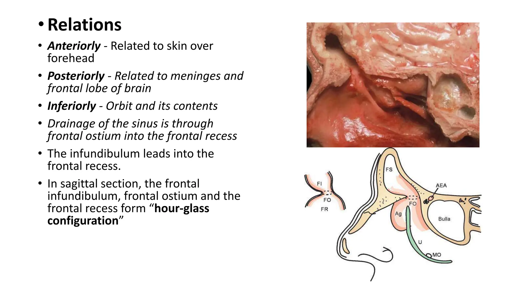 ANATOMY OF NOSE AND PARANASAL SINUSES.pptx