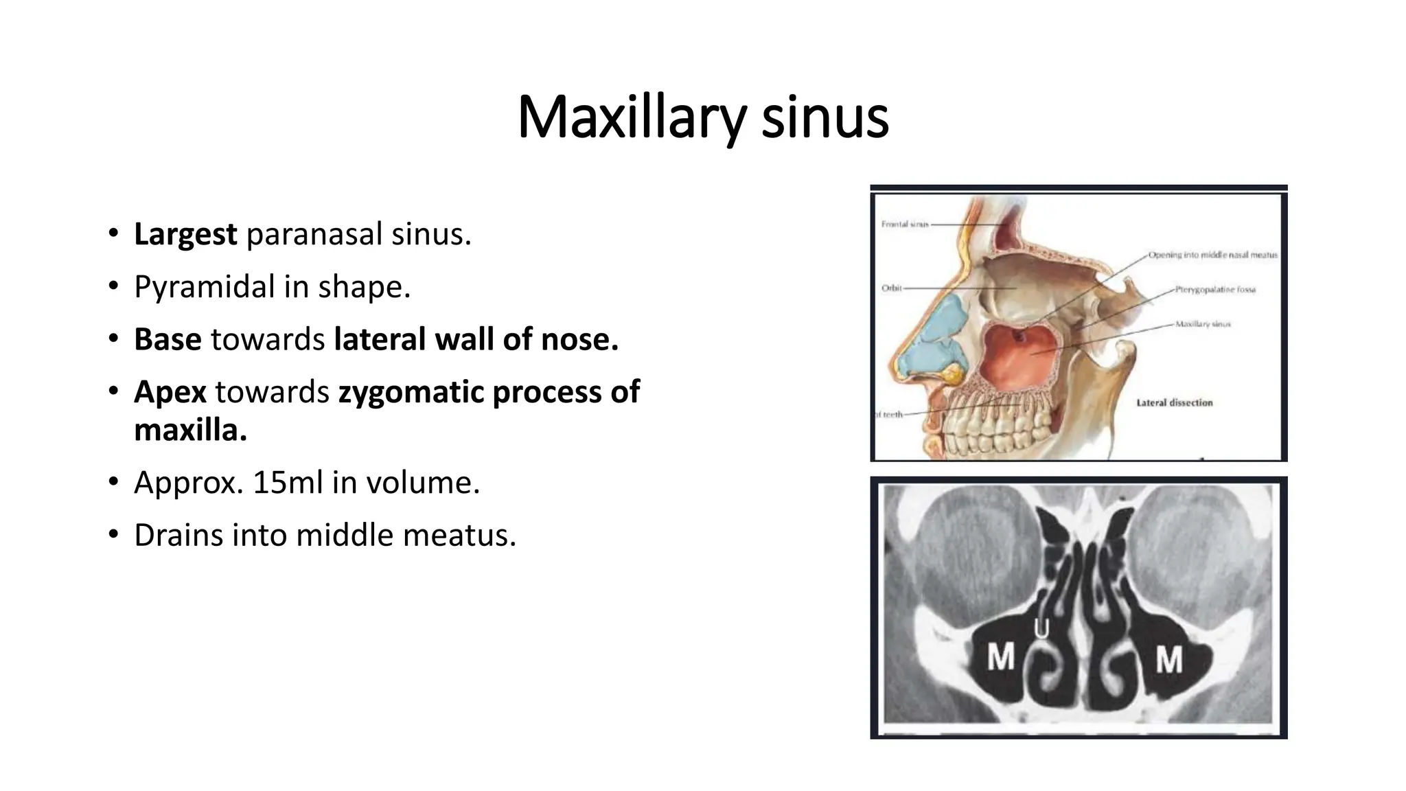 ANATOMY OF NOSE AND PARANASAL SINUSES.pptx