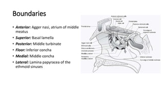 ANATOMY OF NOSE AND PARANASAL SINUSES.pptx
