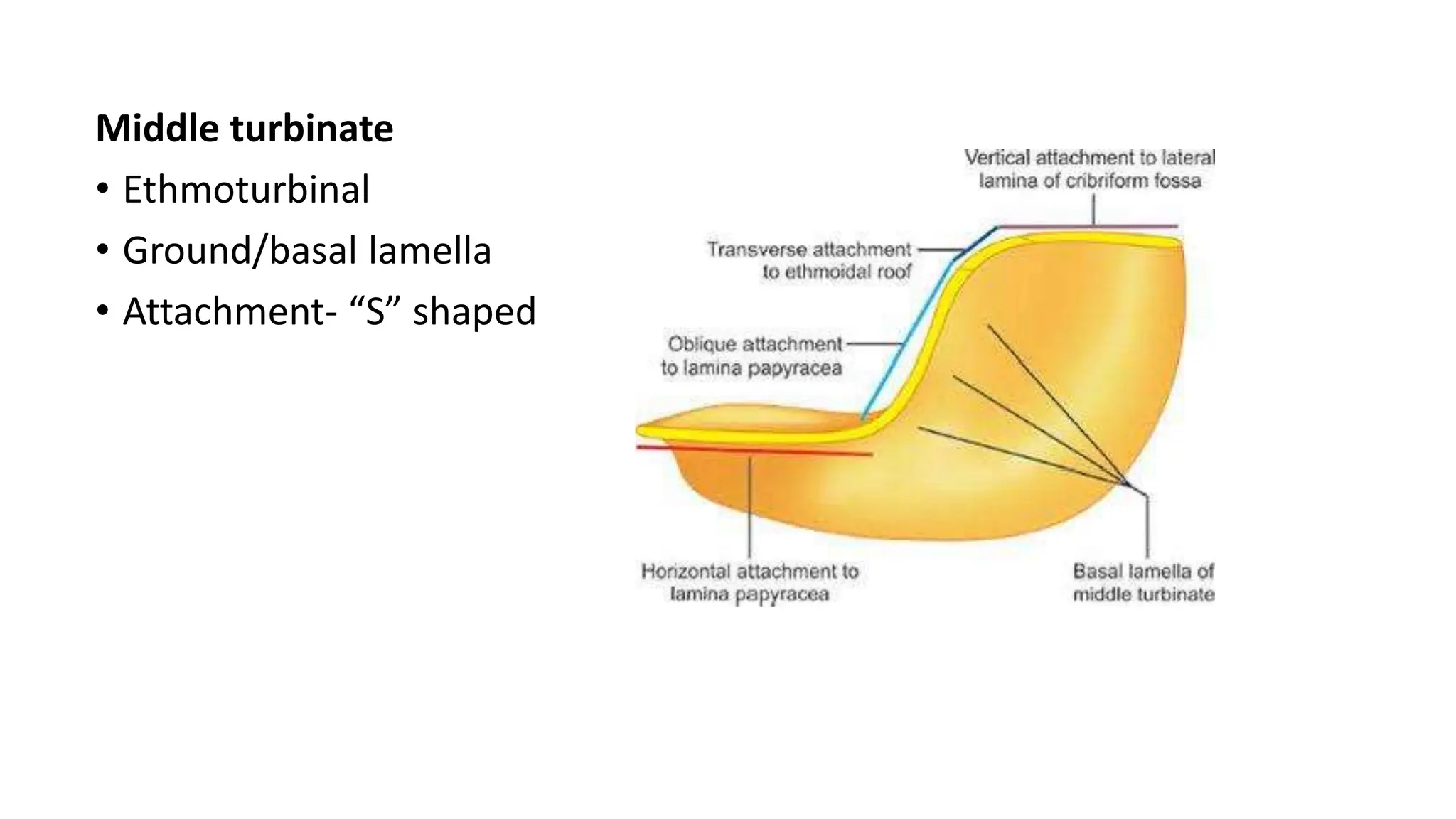 ANATOMY OF NOSE AND PARANASAL SINUSES.pptx