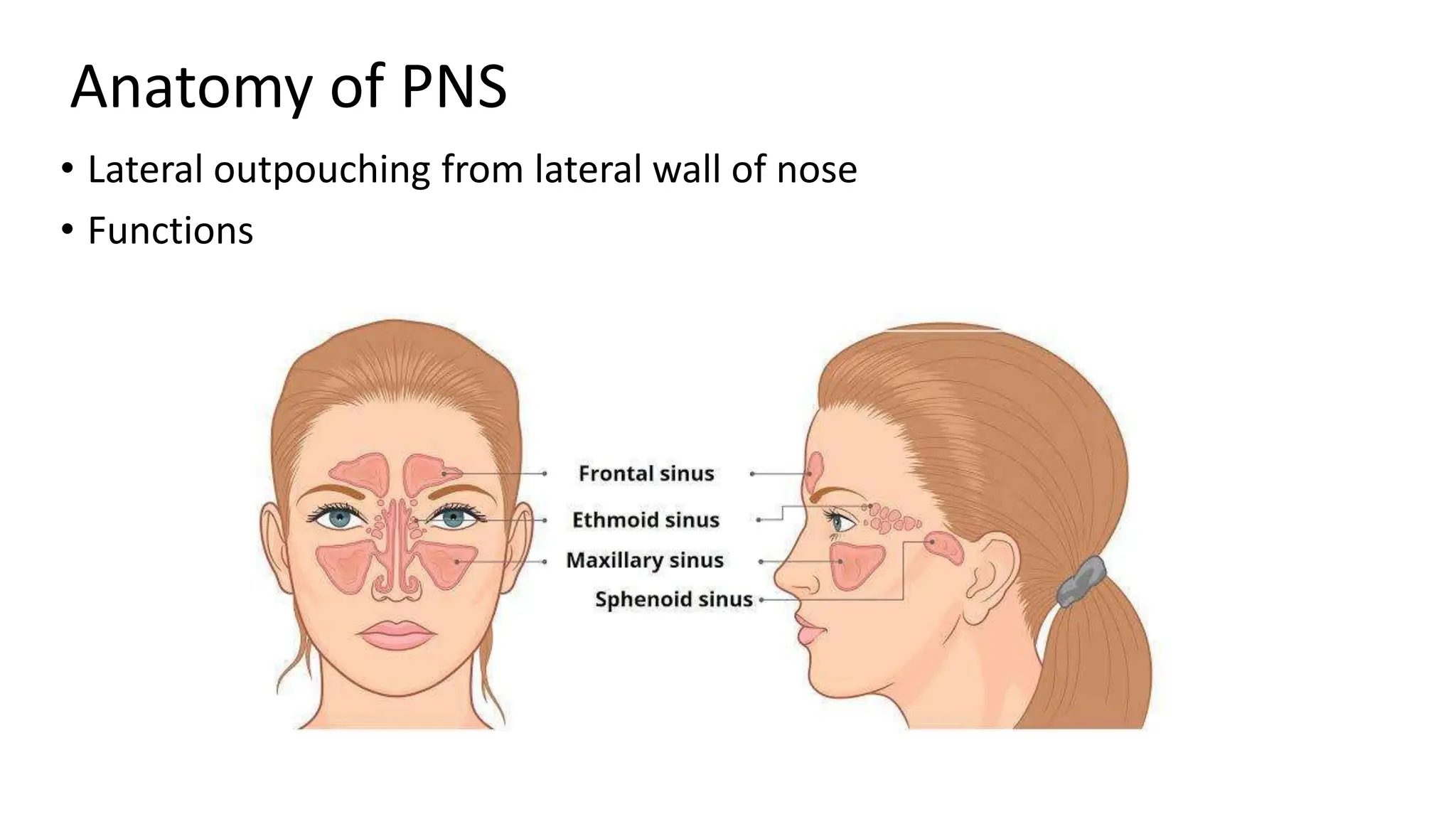 ANATOMY OF NOSE AND PARANASAL SINUSES.pptx