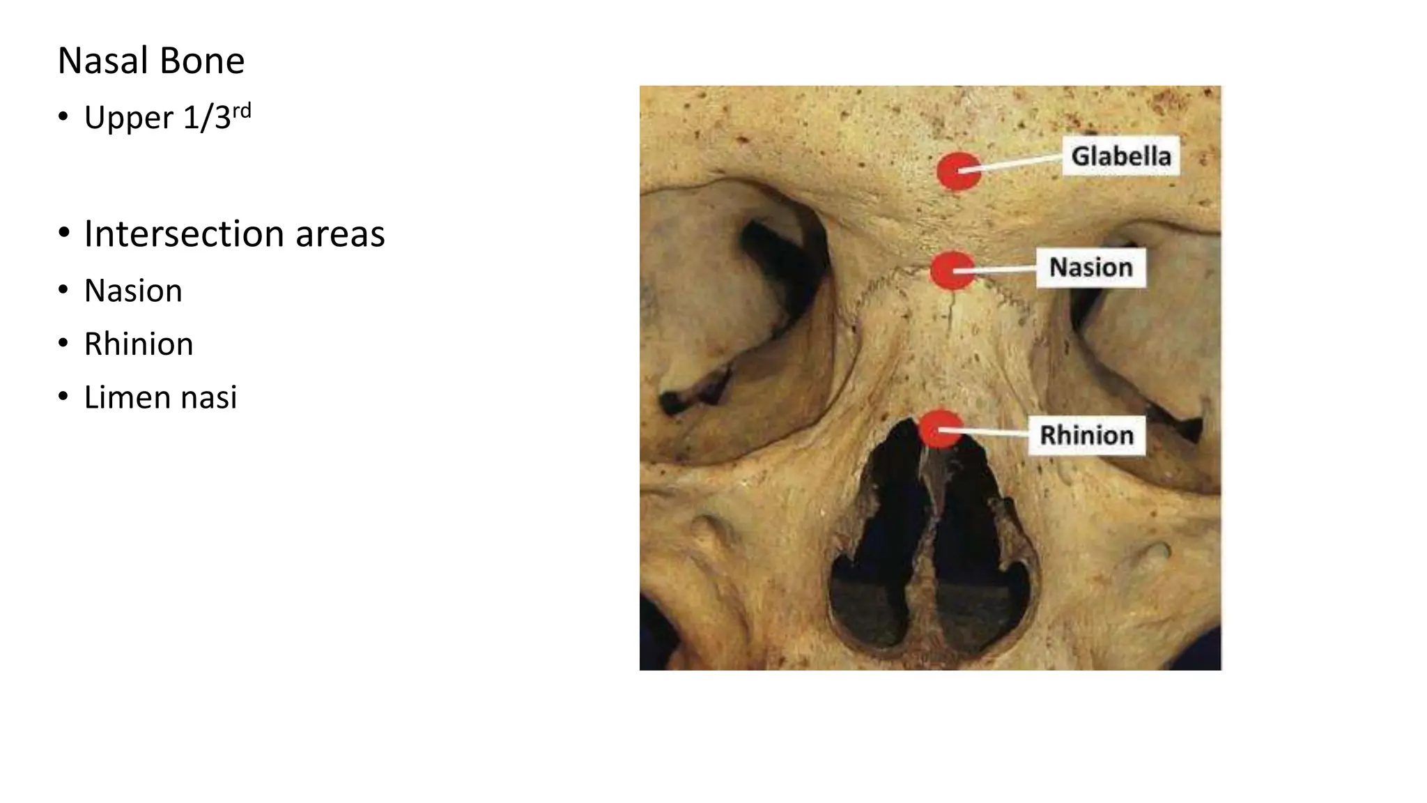 ANATOMY OF NOSE AND PARANASAL SINUSES.pptx