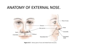 ANATOMY OF NOSE AND PARANASAL SINUSES.pptx