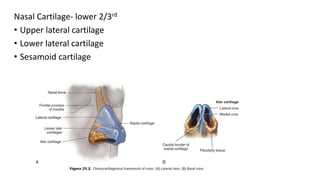 ANATOMY OF NOSE AND PARANASAL SINUSES.pptx