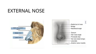 Anatomy of Nose and Paranasal sinuses.-Dr Vijay-Aiims kalyani.pptx