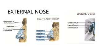 Anatomy of Nose and Paranasal sinuses.-Dr Vijay-Aiims kalyani.pptx