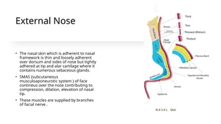 Anatomy of Nose and Paranasal sinuses.-Dr Vijay-Aiims kalyani.pptx