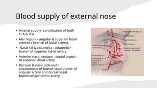 Anatomy of Nose and Paranasal sinuses.-Dr Vijay-Aiims kalyani.pptx