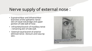Anatomy of Nose and Paranasal sinuses.-Dr Vijay-Aiims kalyani.pptx