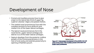 Anatomy of Nose and Paranasal sinuses.-Dr Vijay-Aiims kalyani.pptx