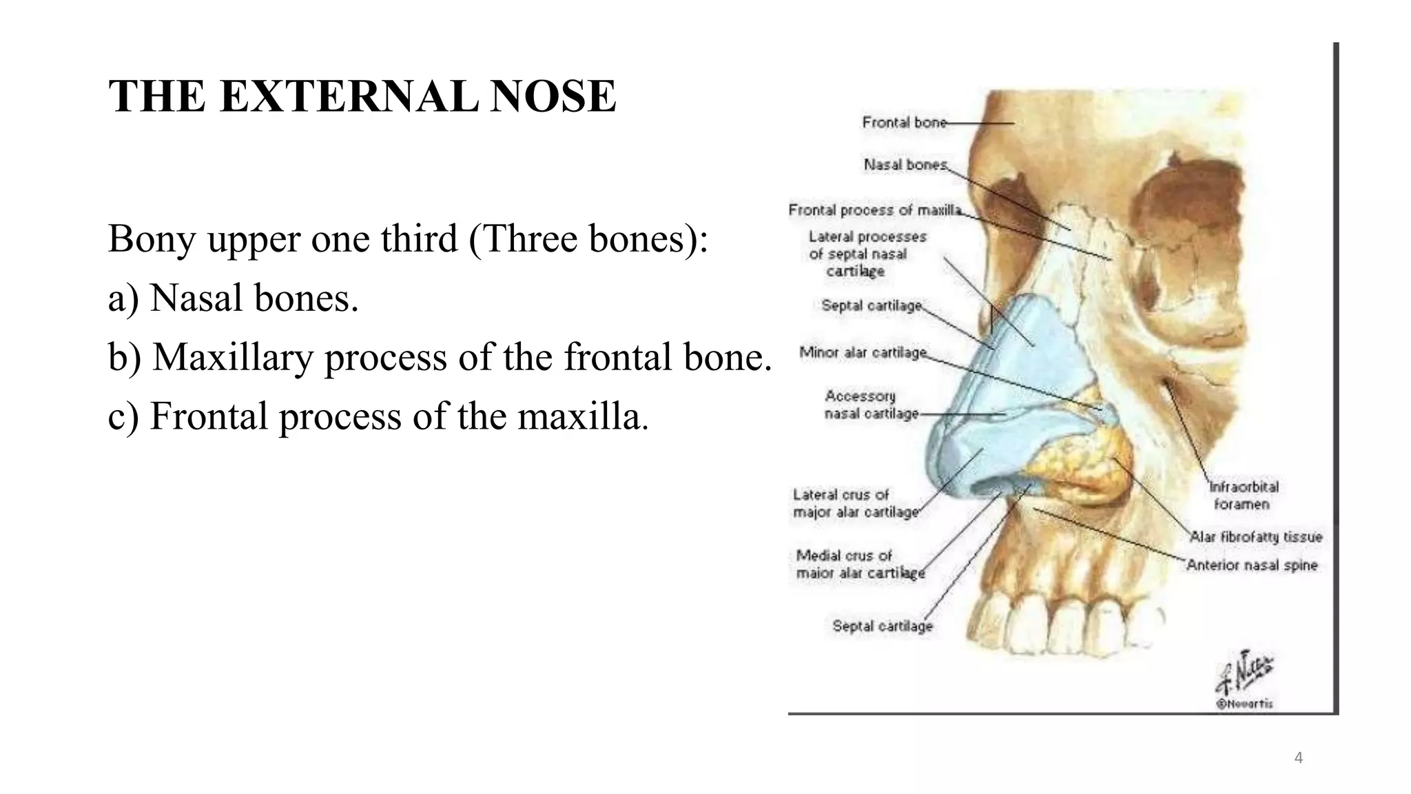 Anatomy Of Nose And Paranasal Sinuses - Copy.pptx