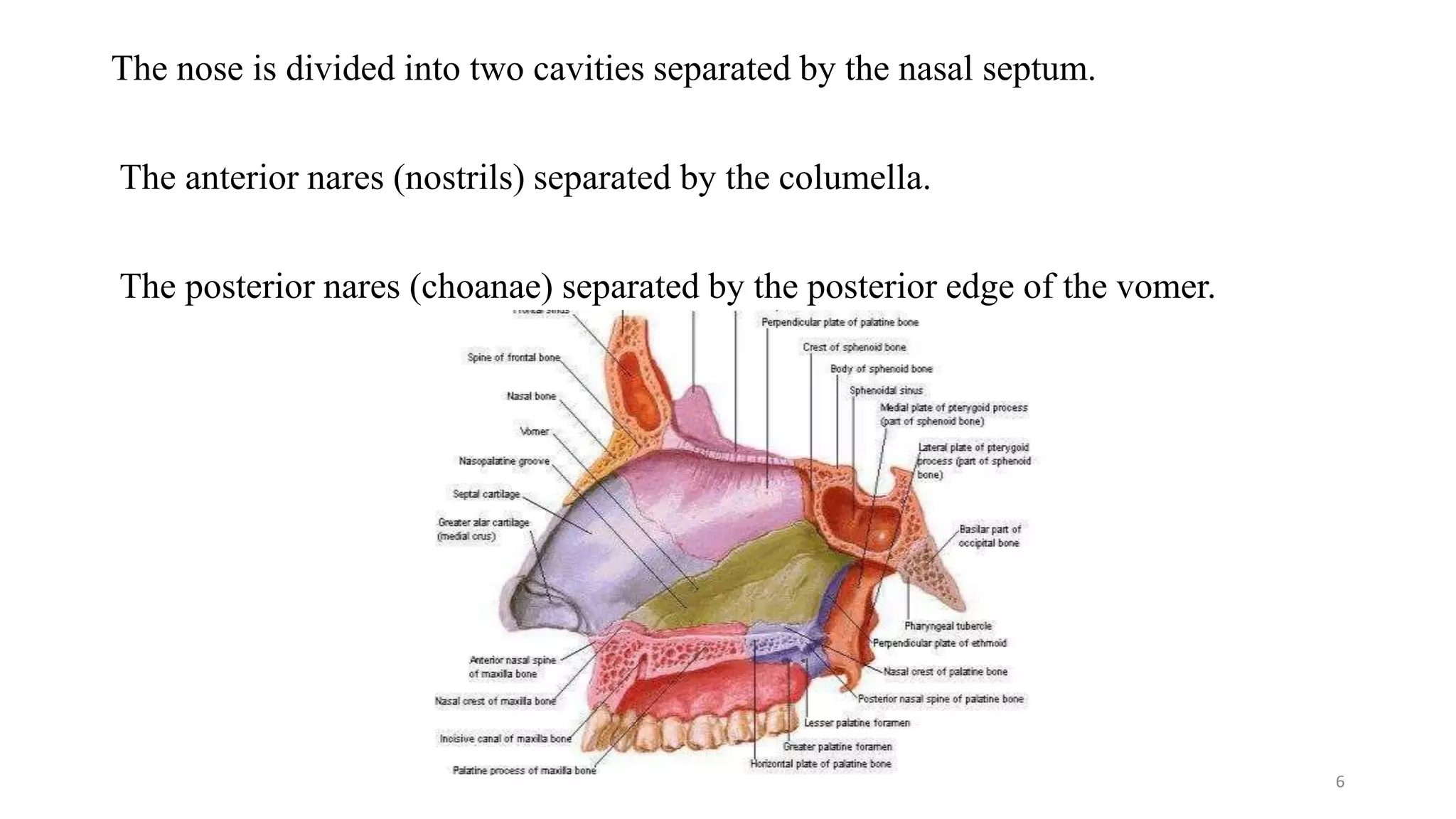 Anatomy Of Nose And Paranasal Sinuses - Copy.pptx