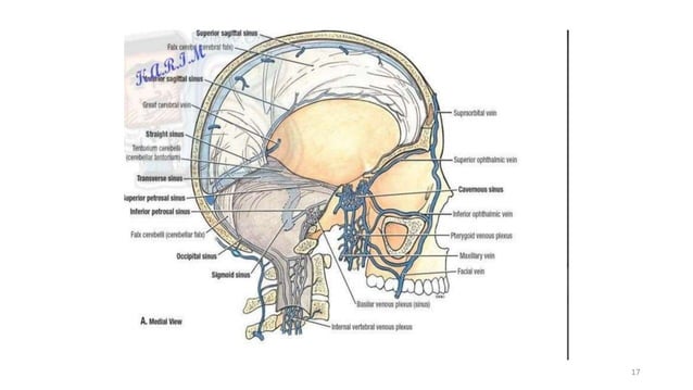 Anatomy Of Nose And Paranasal Sinuses - Copy.pptx