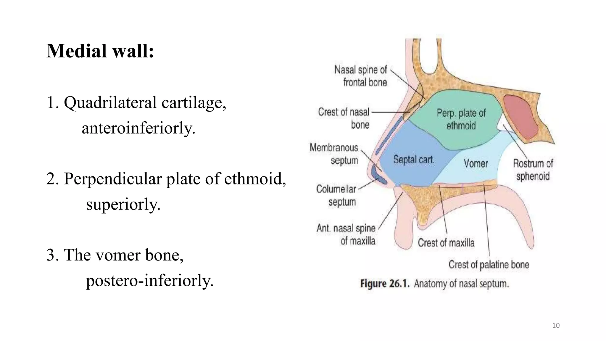 Anatomy of Nose And Paranasal Sinuses - Copy.pptx