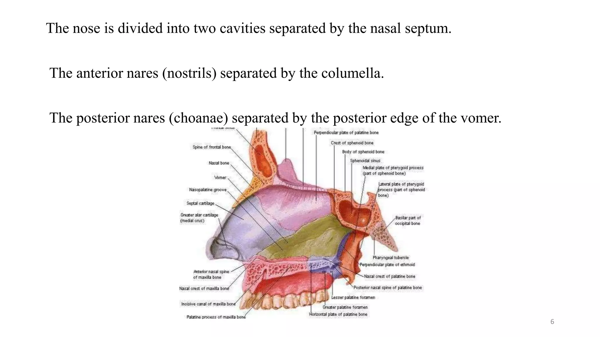 Anatomy of Nose And Paranasal Sinuses - Copy.pptx