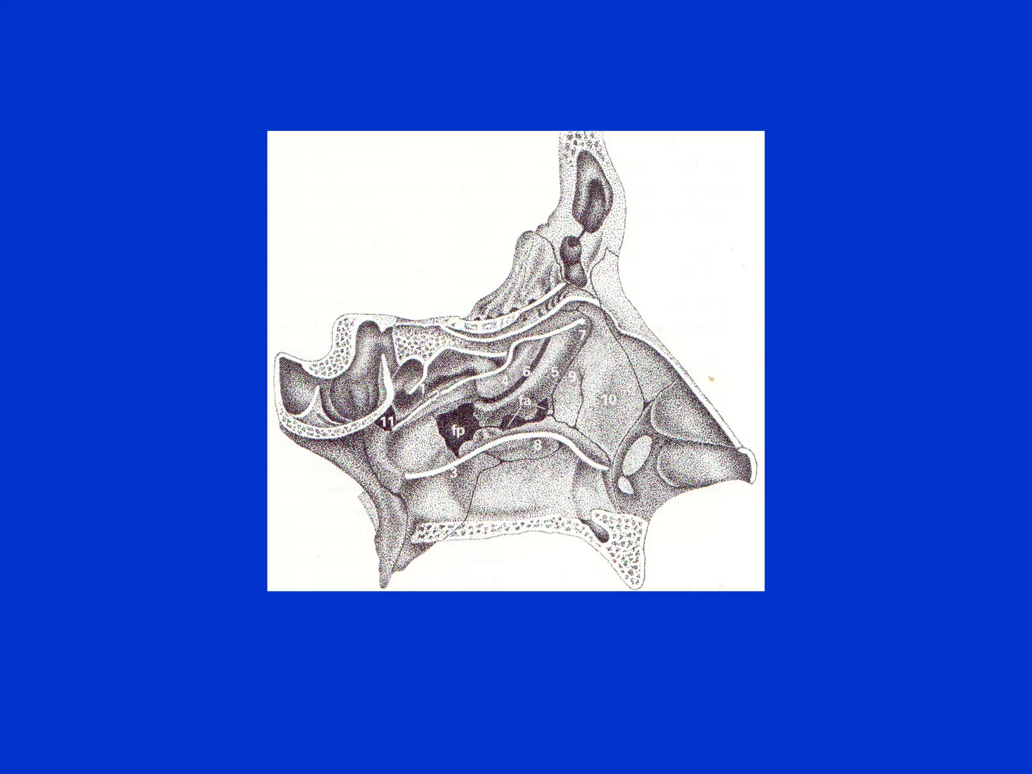 Anatomy of nose and paranasal sinuses | PPT
