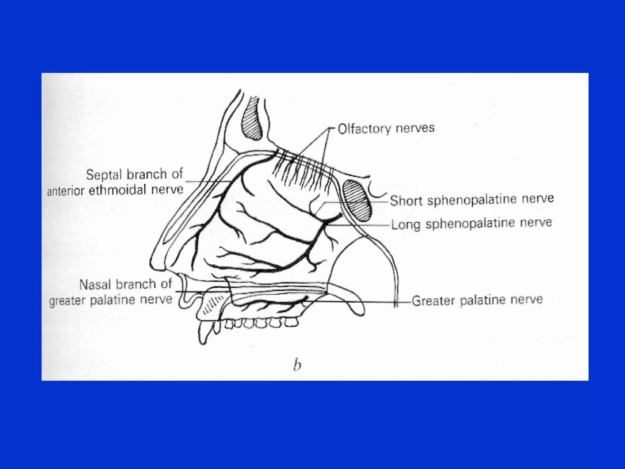 Anatomy of nose and paranasal sinuses | PPT
