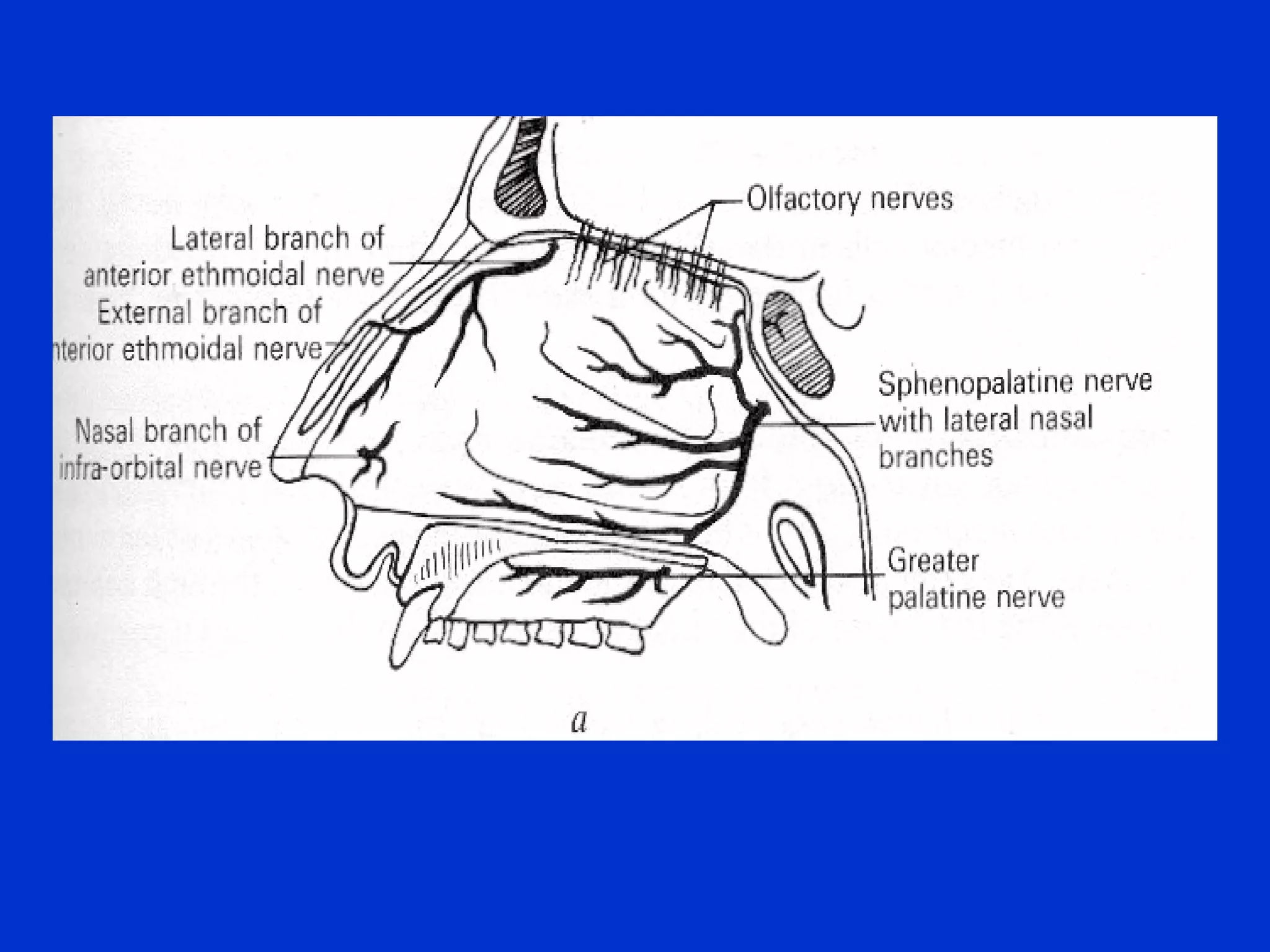 Anatomy of nose and paranasal sinuses | PPT