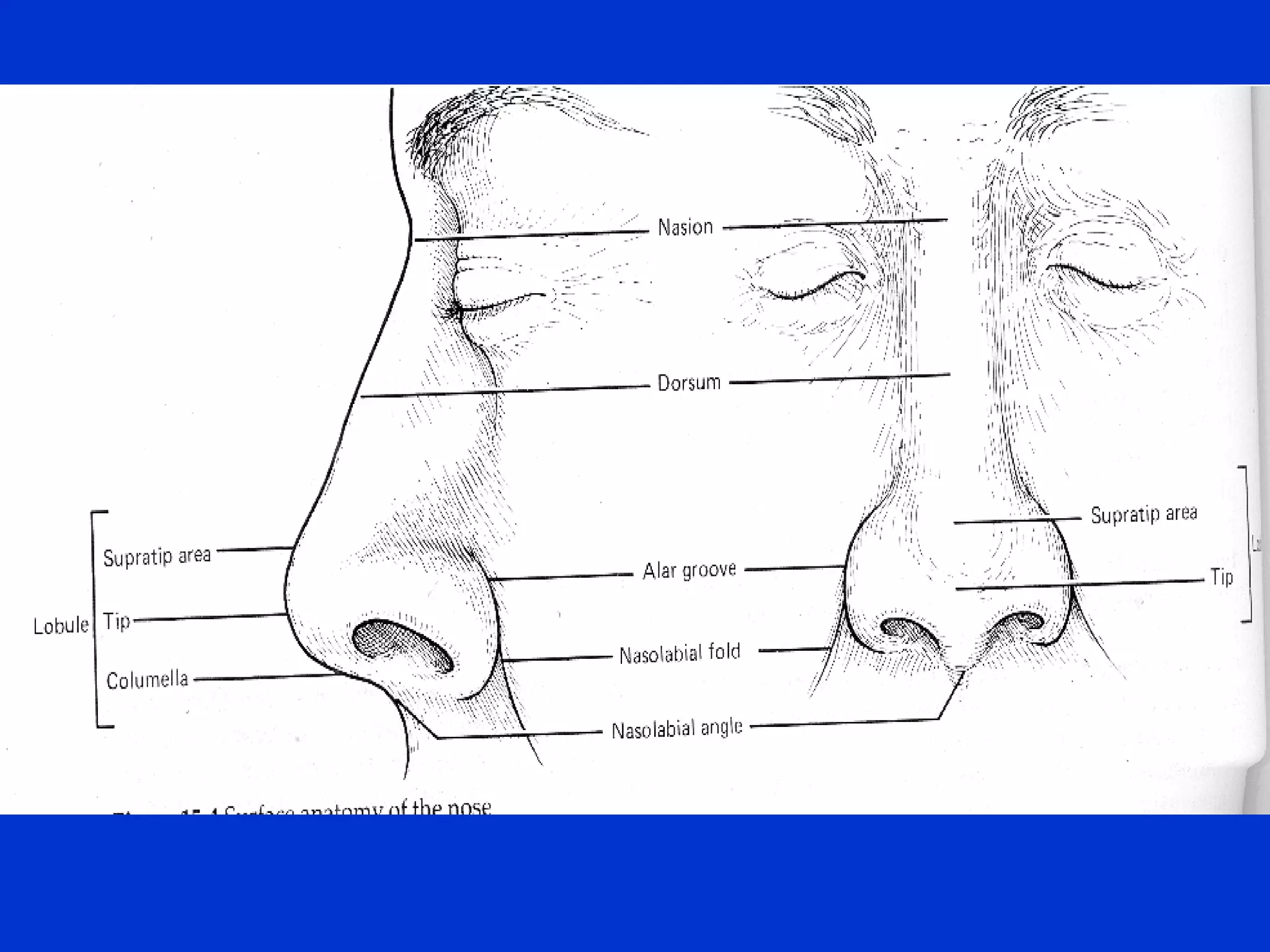 Anatomy of nose and paranasal sinuses | PPT