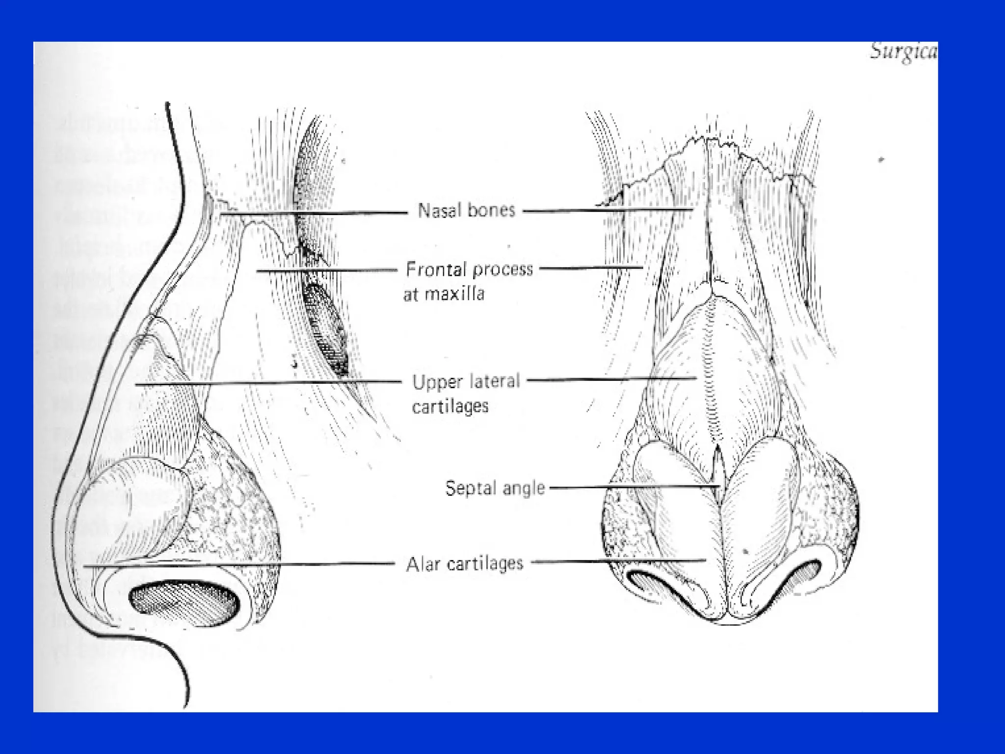 Anatomy of nose and paranasal sinuses | PPT