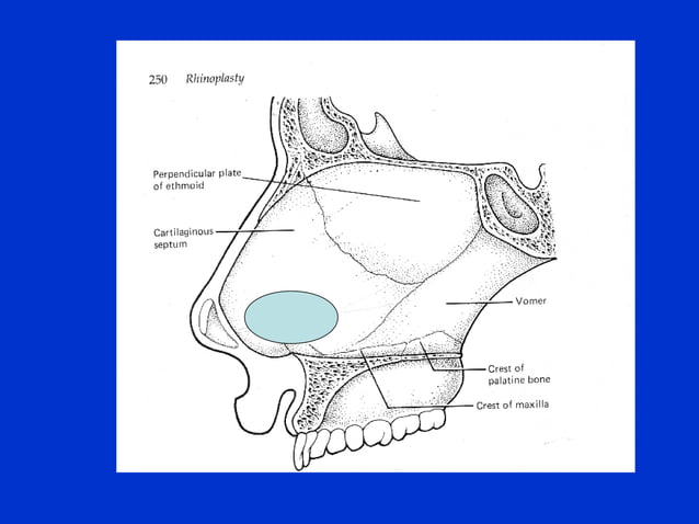 Anatomy of nose and paranasal sinuses | PPT