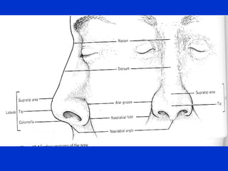 Anatomy of nose and paranasal sinuses | PPT