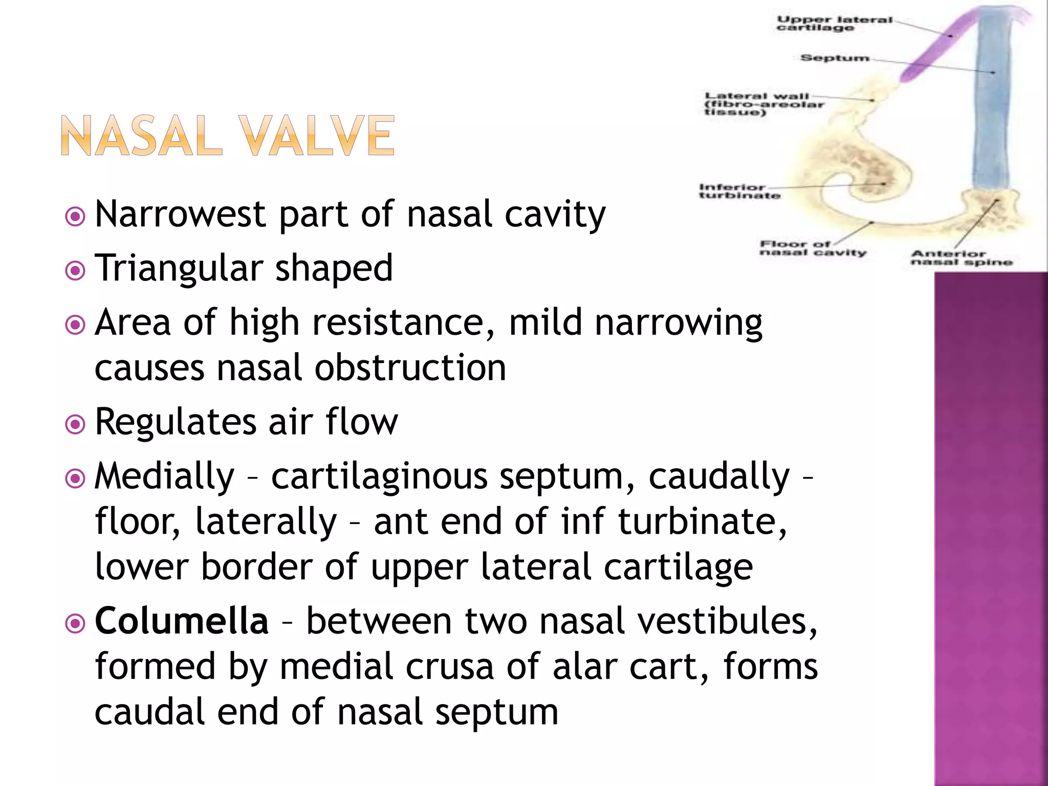 Anatomy Of Nose And Pns Ppt