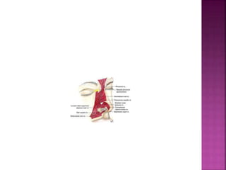 Anatomy of nose and pns | PPTX