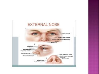 Anatomy of nose and pns | PPTX