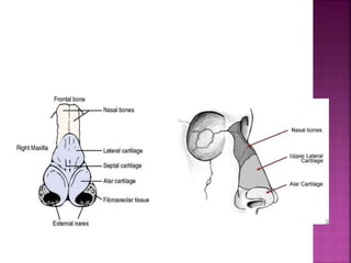 Anatomy of nose and pns | PPTX