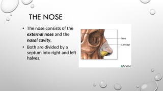 ANATOMY OF NOSE AND PARA NASAL SINUSES.pptx