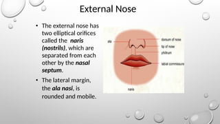 ANATOMY OF NOSE AND PARA NASAL SINUSES.pptx