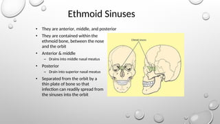 ANATOMY OF NOSE AND PARA NASAL SINUSES.pptx