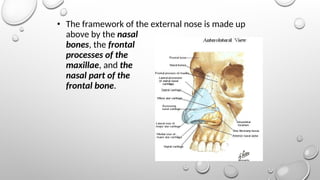 ANATOMY OF NOSE AND PARA NASAL SINUSES.pptx